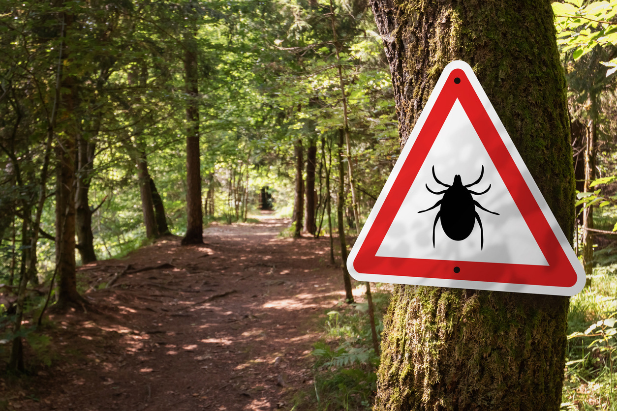 Tick Safety and Kids: How to Do a Tick Check and What to Watch Out For